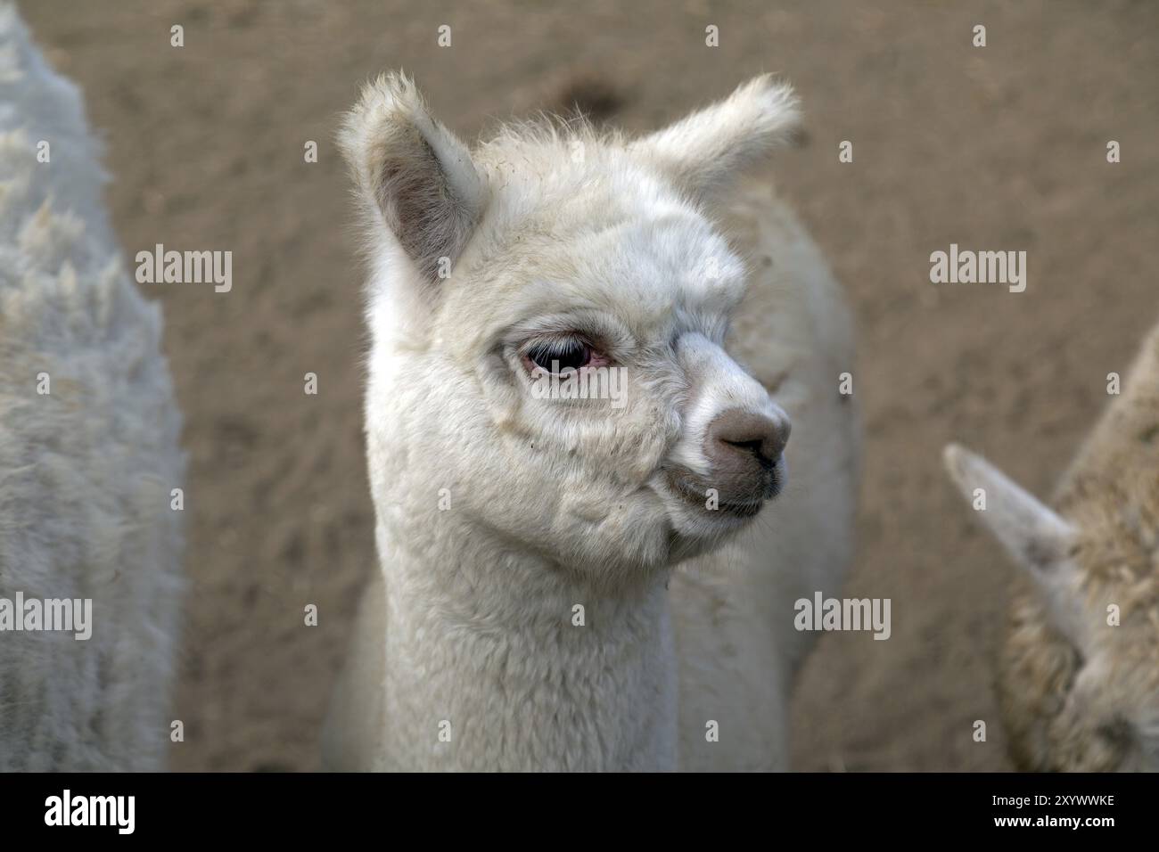 Llamas eye hi-res stock photography and images - Alamy