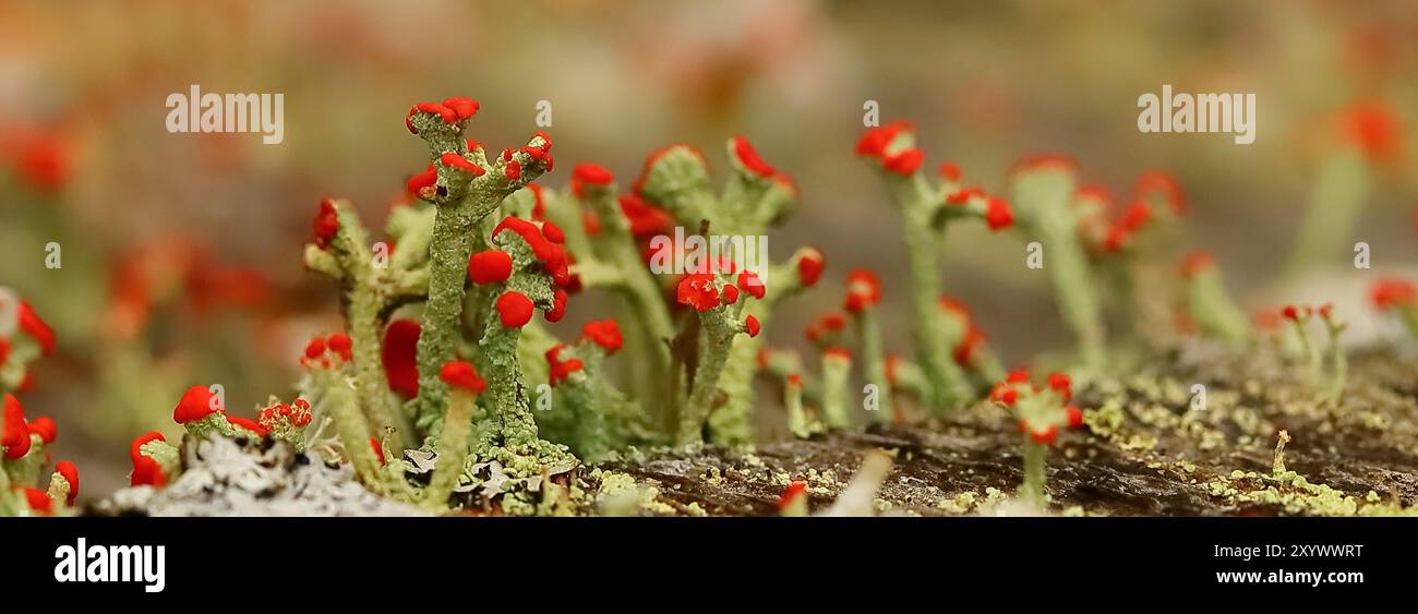 Cladonia cristatella, commonly known as the British soldiers lichen, is ...