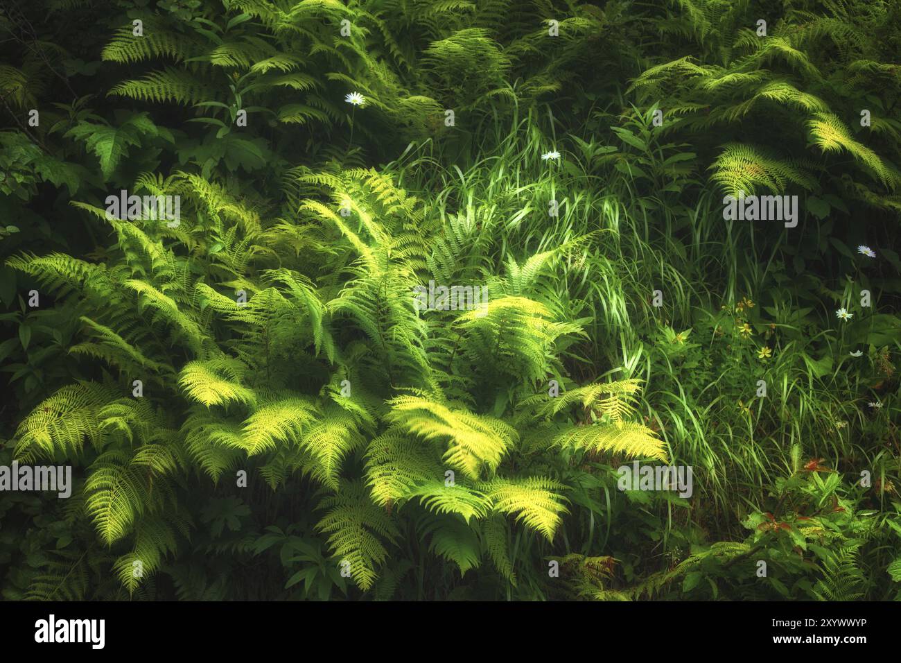 Green fern background Stock Photo - Alamy