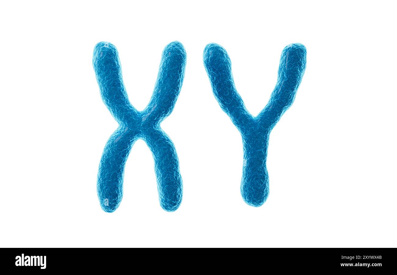 X and y human chromosomes hi-res stock photography and images - Alamy