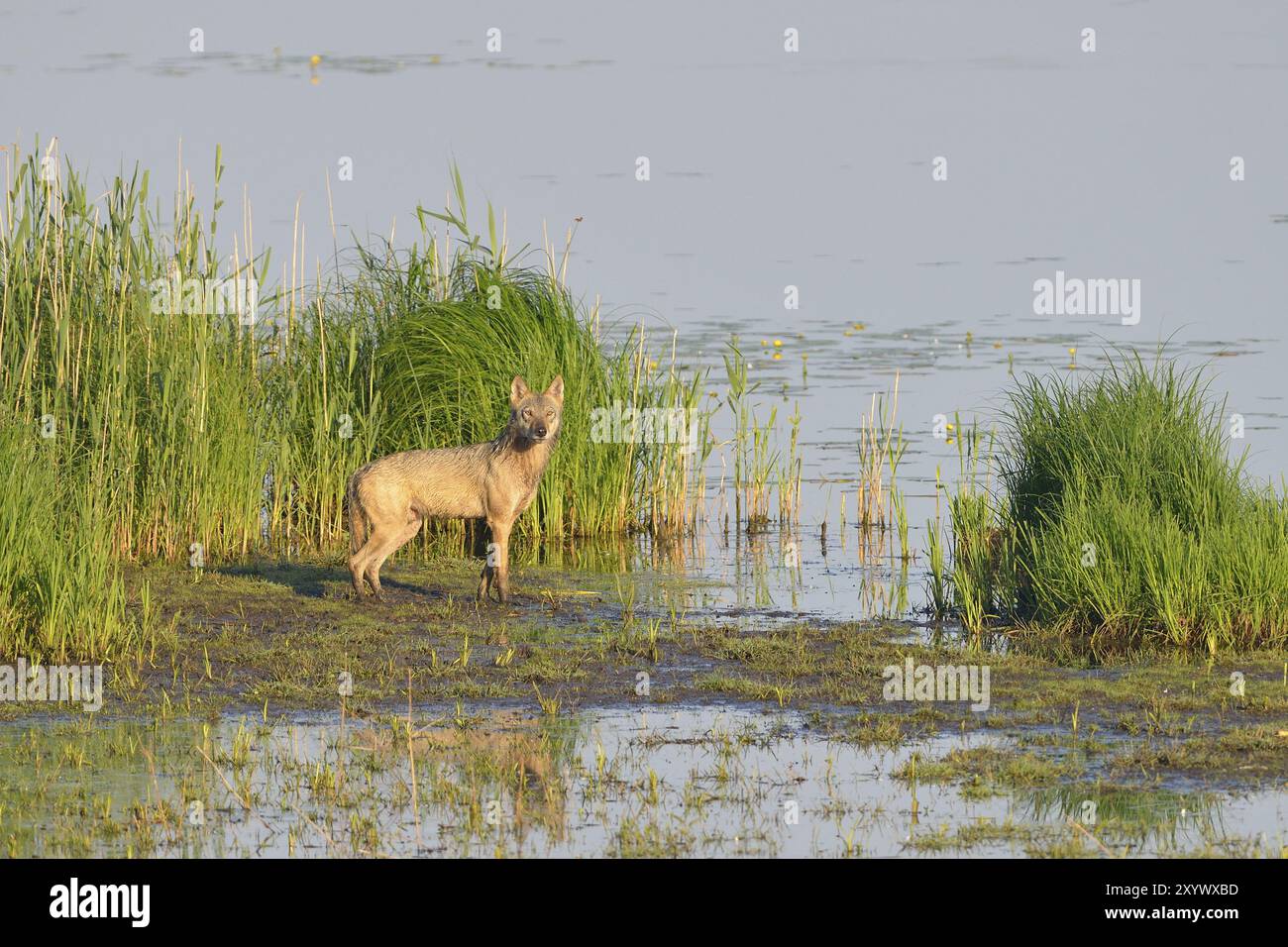 Gray wolves hunting deer hi-res stock photography and images - Alamy