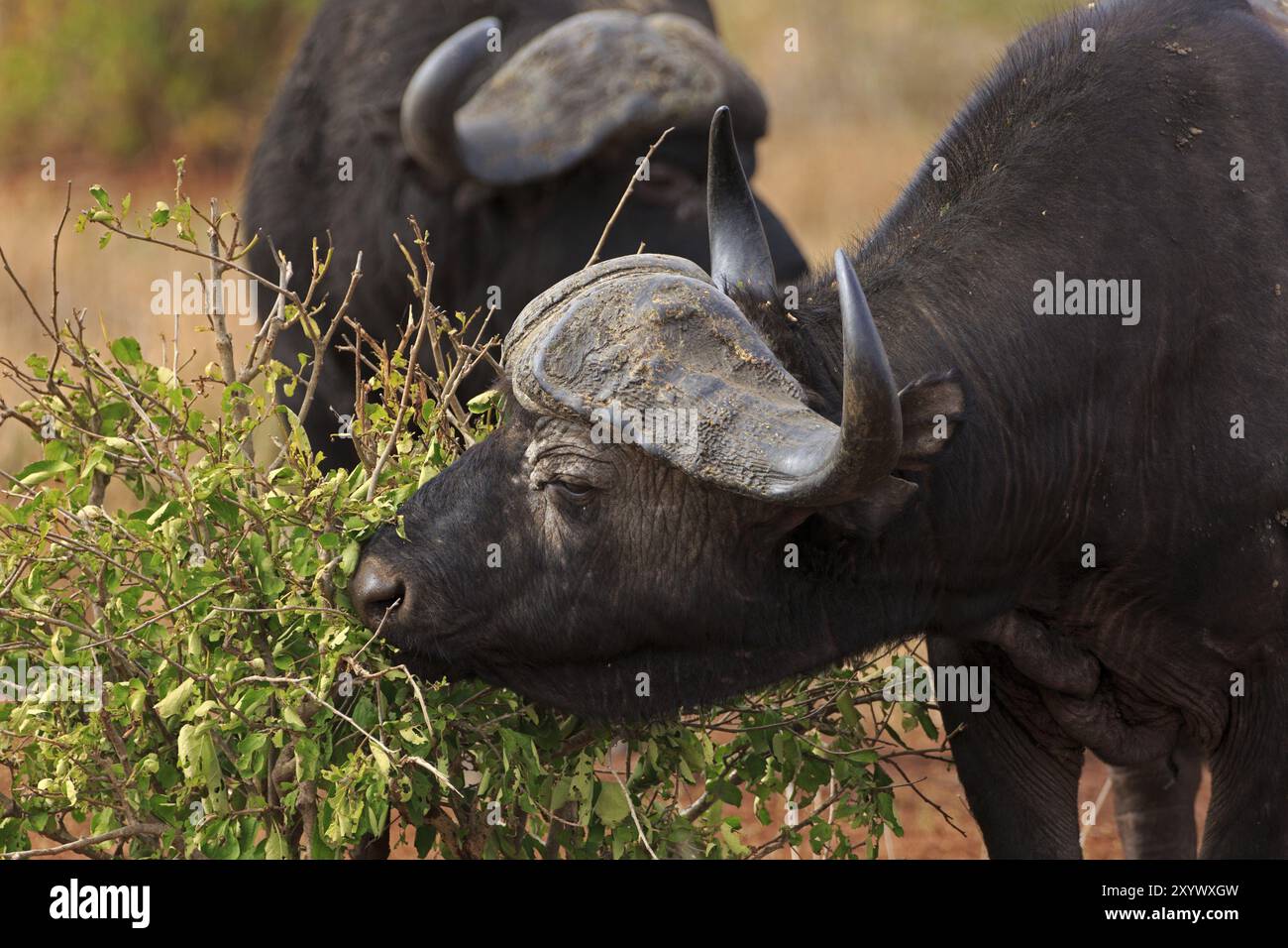 African buffalo feeding Stock Photo - Alamy