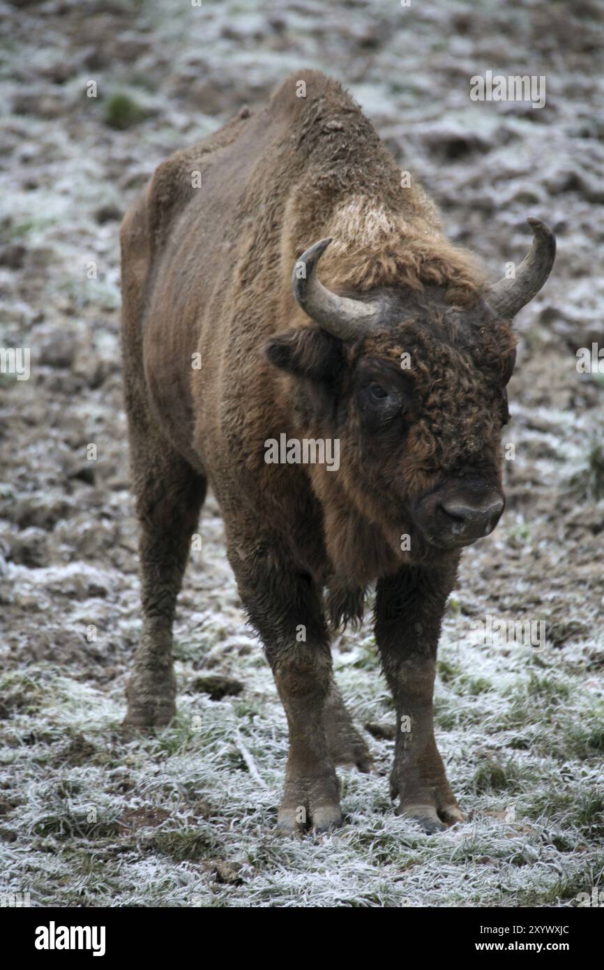 Powerful wild cattle Stock Photo - Alamy