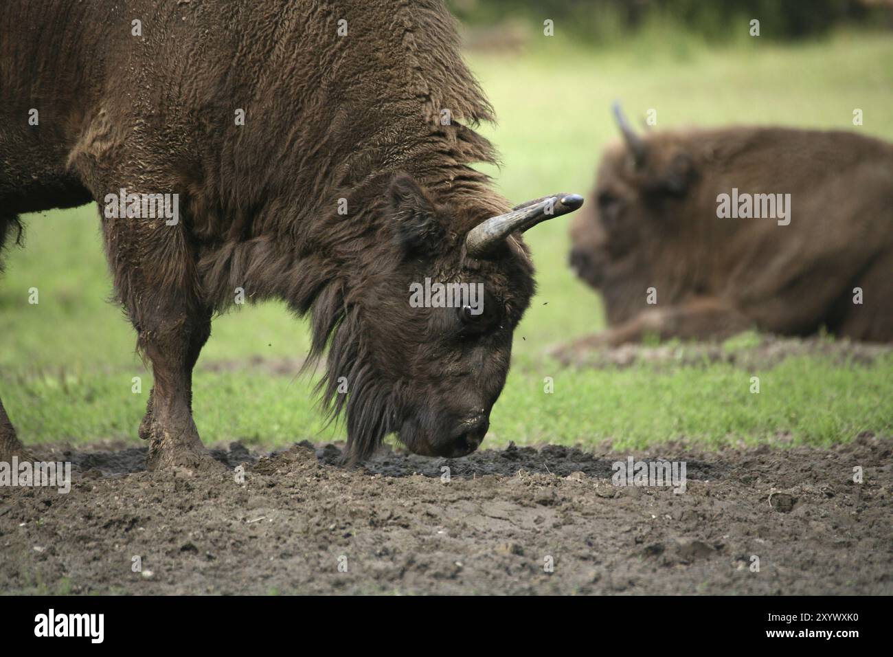 Mighty wild cattle Stock Photo - Alamy