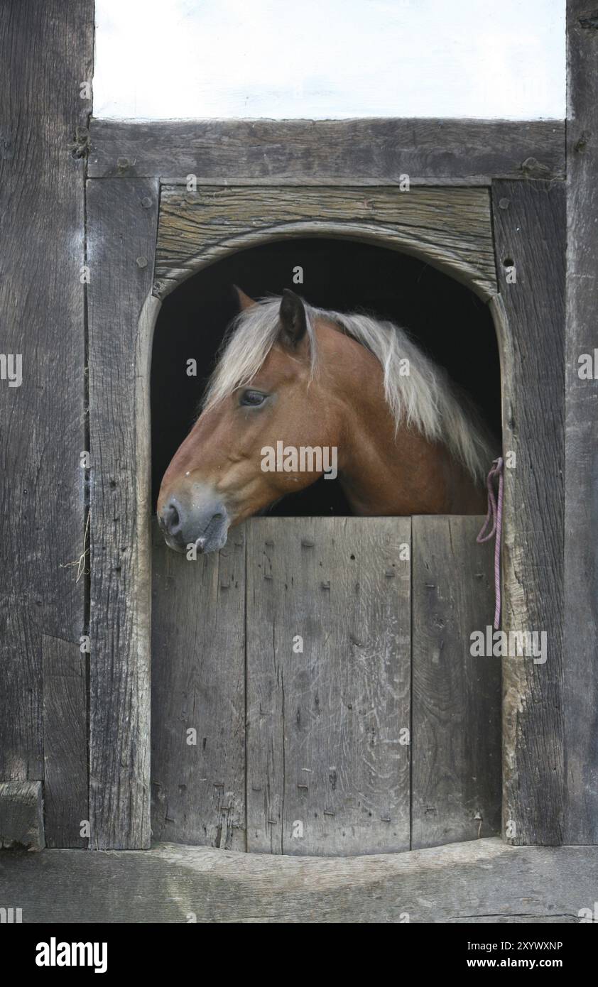 Stable images hi-res stock photography and images - Alamy