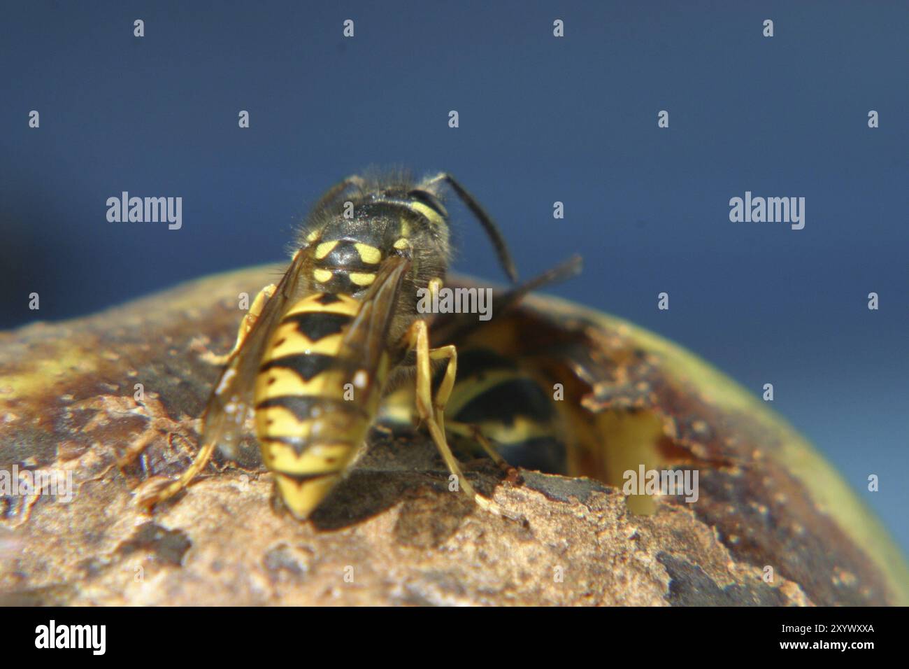 Fallen rotten pear fruits hi-res stock photography and images - Alamy