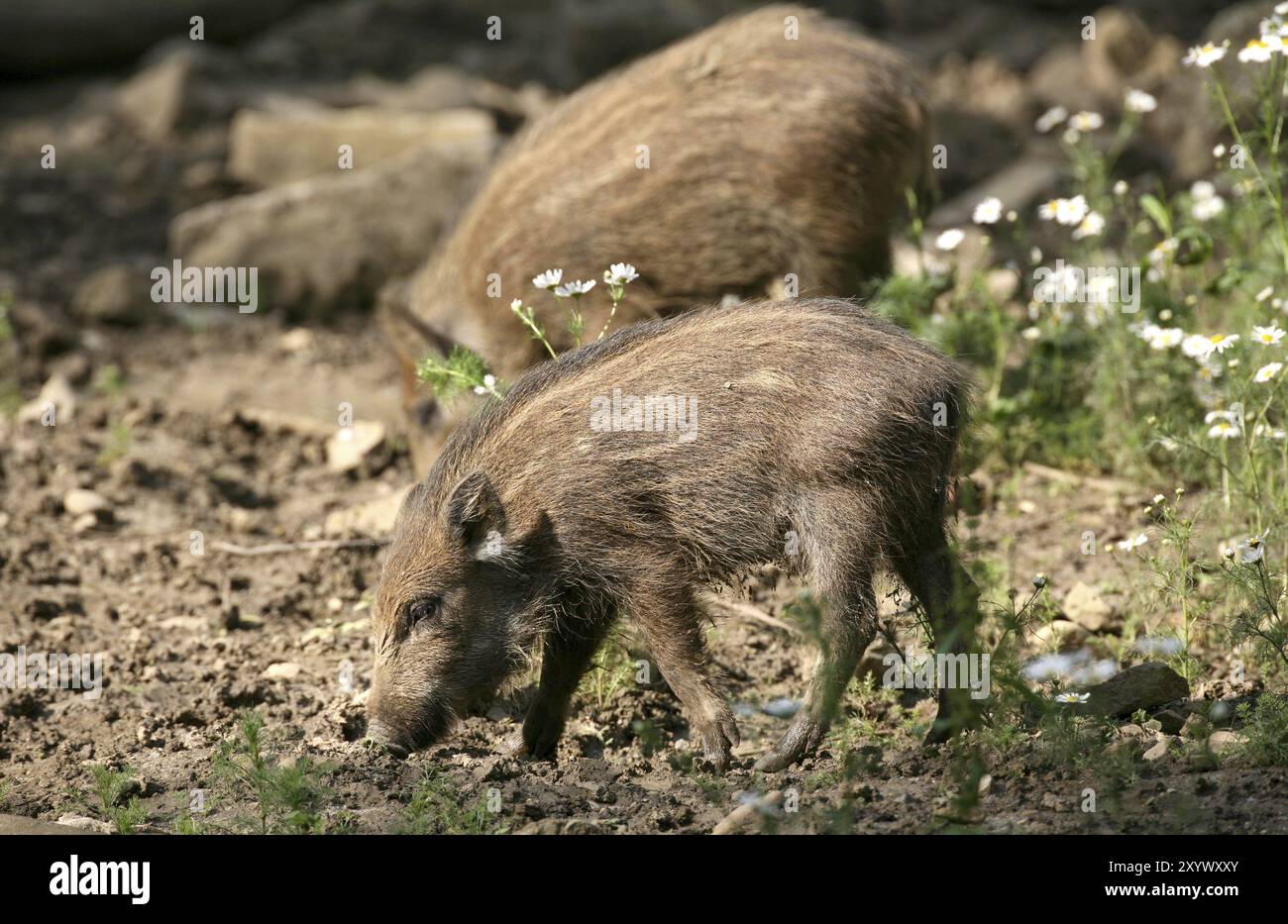 Wild boar kids Stock Photo - Alamy