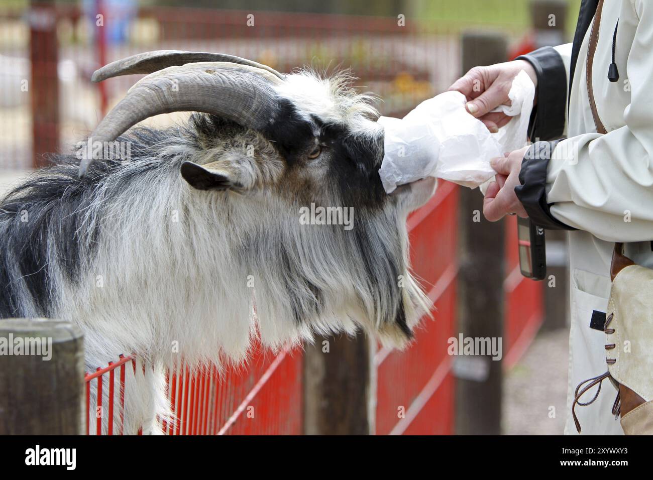 Feeding the goats by a zoo visitor Stock Photo - Alamy