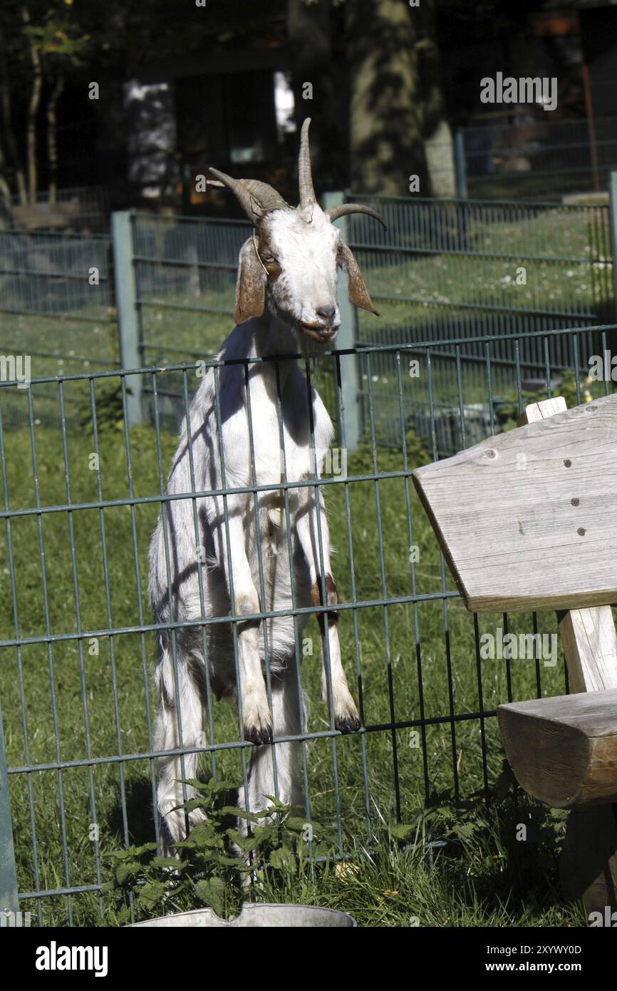 Four horned goat hi-res stock photography and images - Alamy