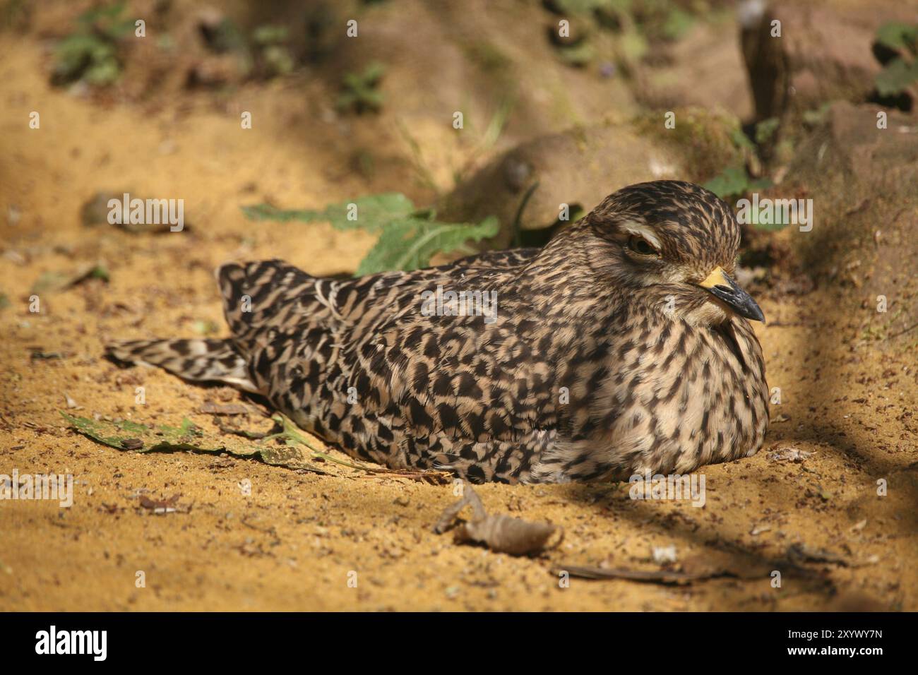 Dikkop open hi-res stock photography and images - Alamy