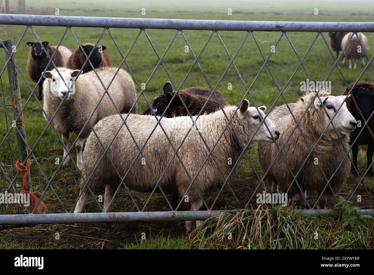 Sheep trapped in fence hi-res stock photography and images - Alamy