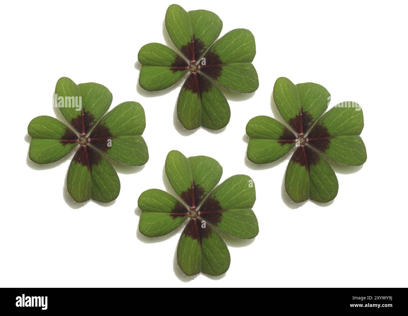 Good luck icons Cut Out Stock Images & Pictures - Alamy