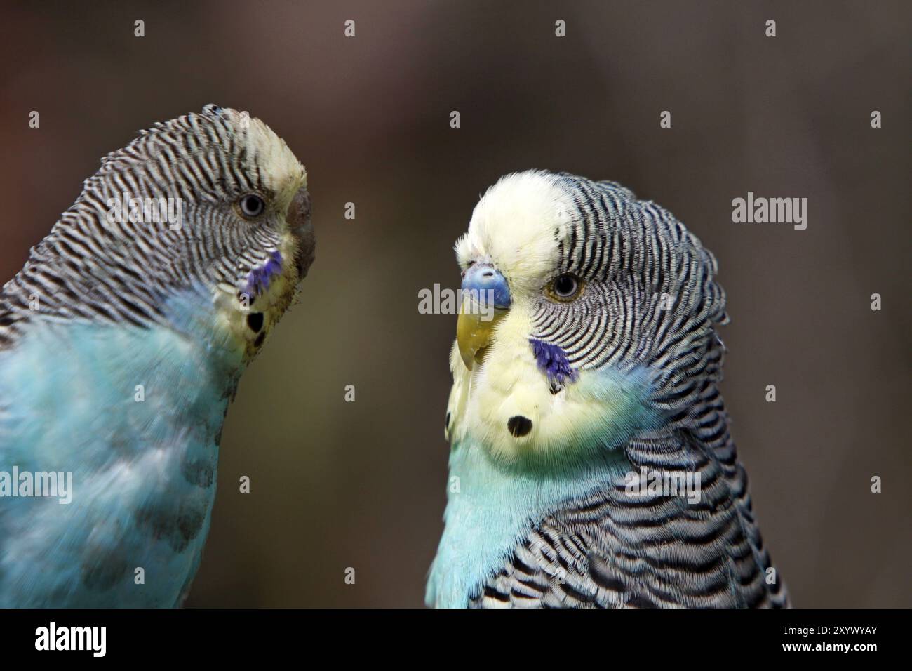 Blue budgerigars hi-res stock photography and images - Alamy