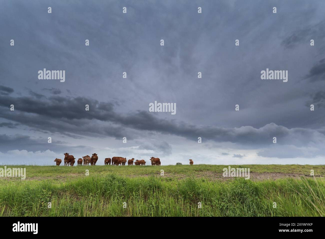 Few cows hi-res stock photography and images - Alamy