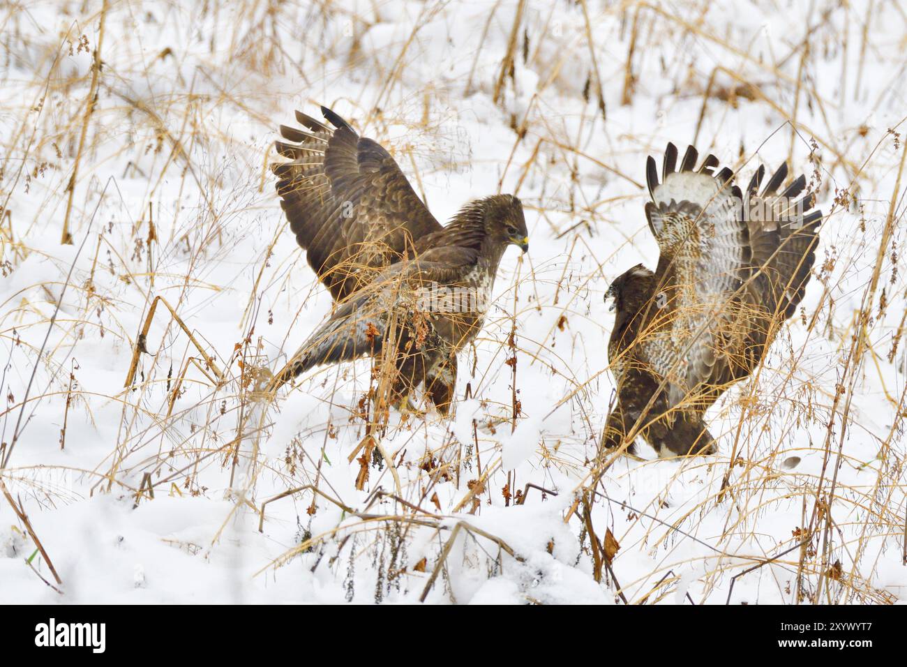 Two Common buzzard fight for food. Maeusebussarde kaempfen um Beute ...