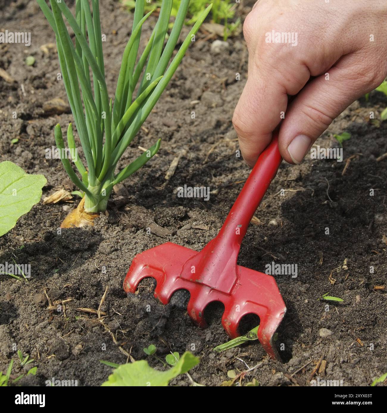 Pulling out weeds hi-res stock photography and images - Alamy