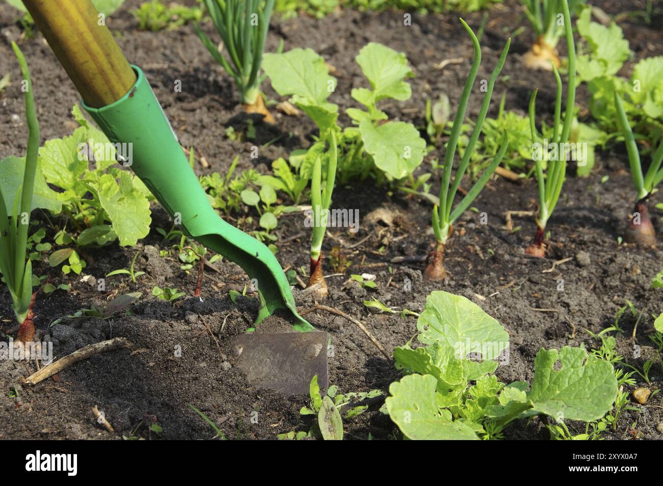 Weeding, pull up weeds 05 Stock Photo - Alamy