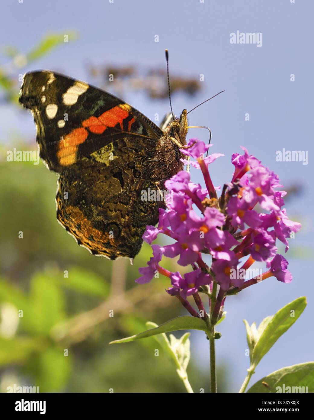 Lepidopteran habitats hi-res stock photography and images - Alamy