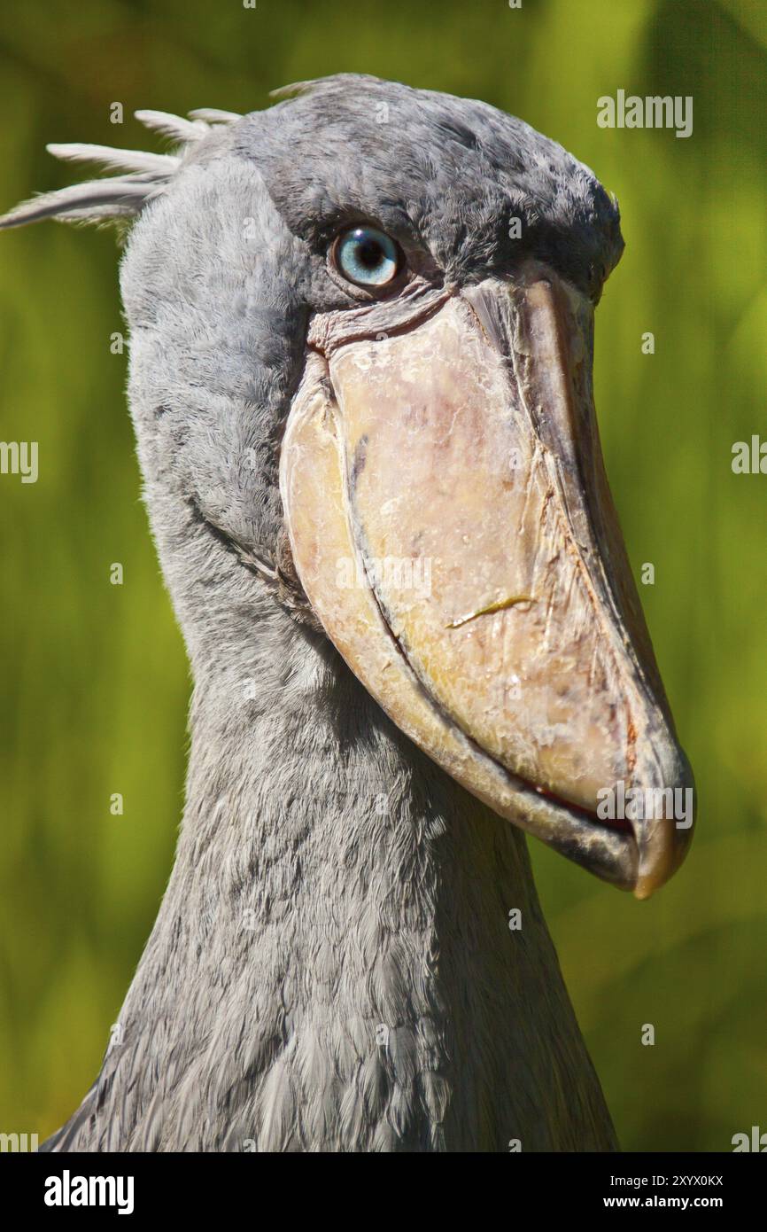 Shoebill (Balaeniceps rex Stock Photo - Alamy