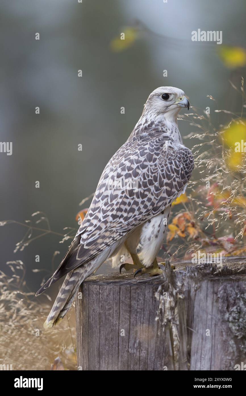 Gerfalcon, gyrfalcon, Gerfalke (Falco rusticolus Stock Photo - Alamy
