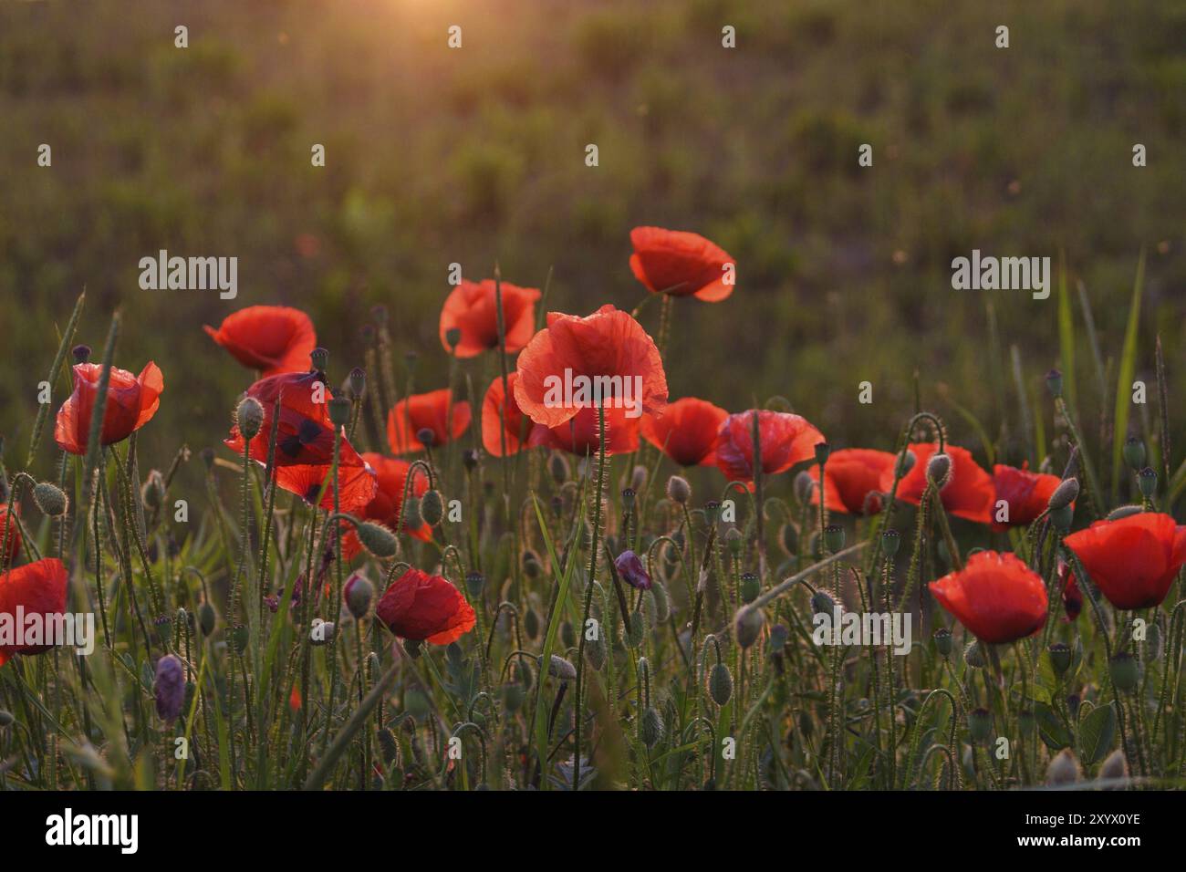 Corn poppy, Papaver rhoeas, common poppy Stock Photo - Alamy