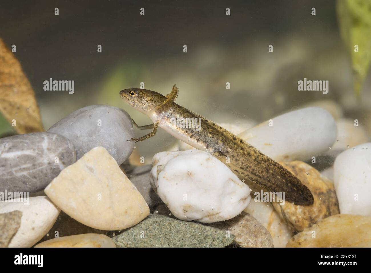 Pond newt larva, Lissotriton vulgaris, smooth newt Stock Photo - Alamy