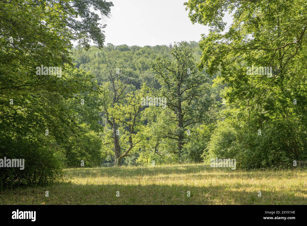 Forest clearing with old oaks and meadow in front of wooded hills Stock ...