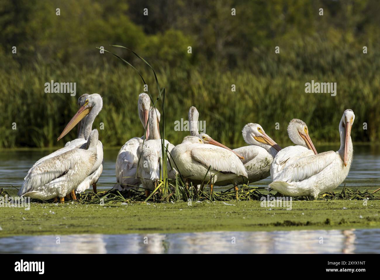 Nature scene from Wisconsin Stock Photo - Alamy