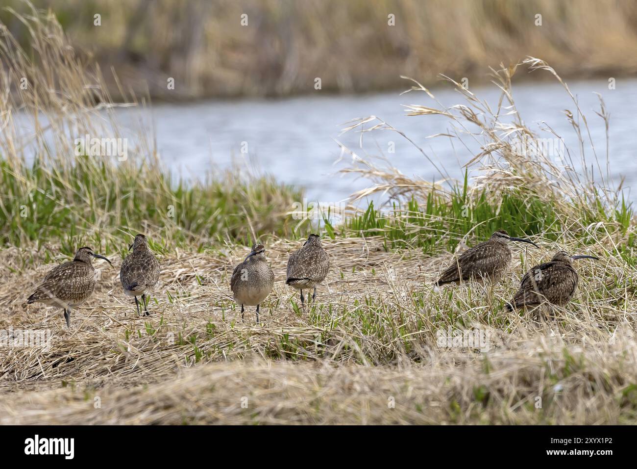Natural scene from shore of lake Michigan Stock Photo - Alamy