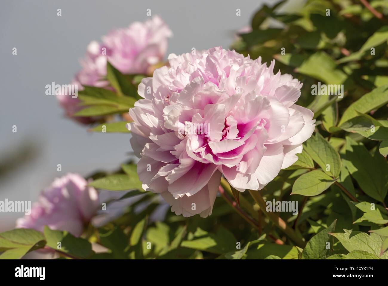 Flowering shrub peonies Stock Photo - Alamy