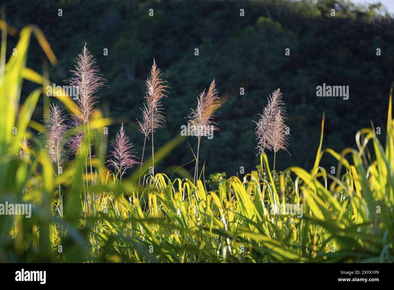 Flowers of sugar cane trees and green leaves at Reunion Island Stock ...