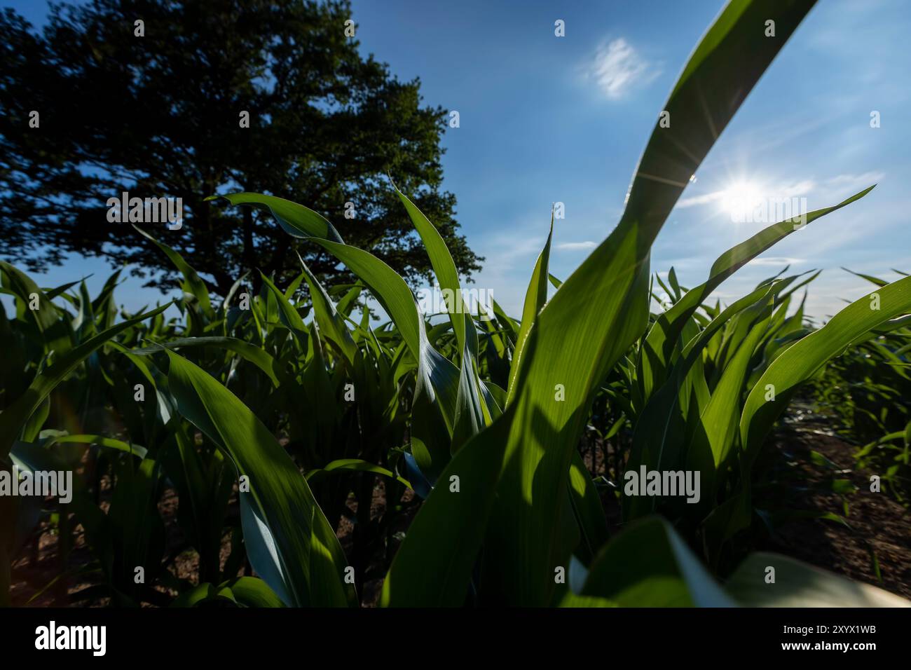 tall oak tree in a field, one oak in green corn on a blue sky ...
