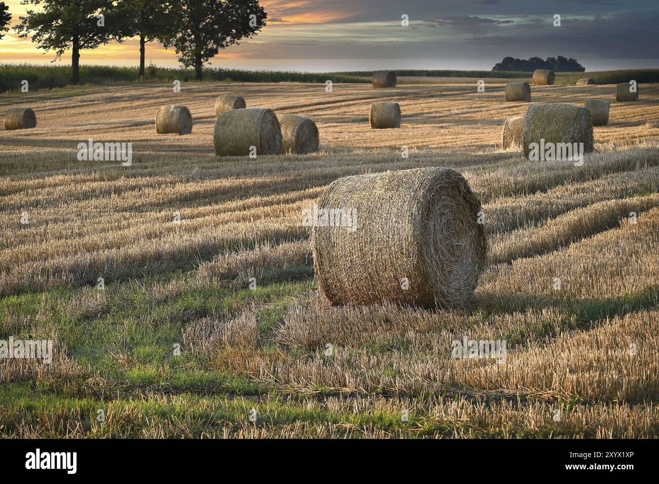 Beautiful rolling landscape, vast field with bales of hay, morning sun ...