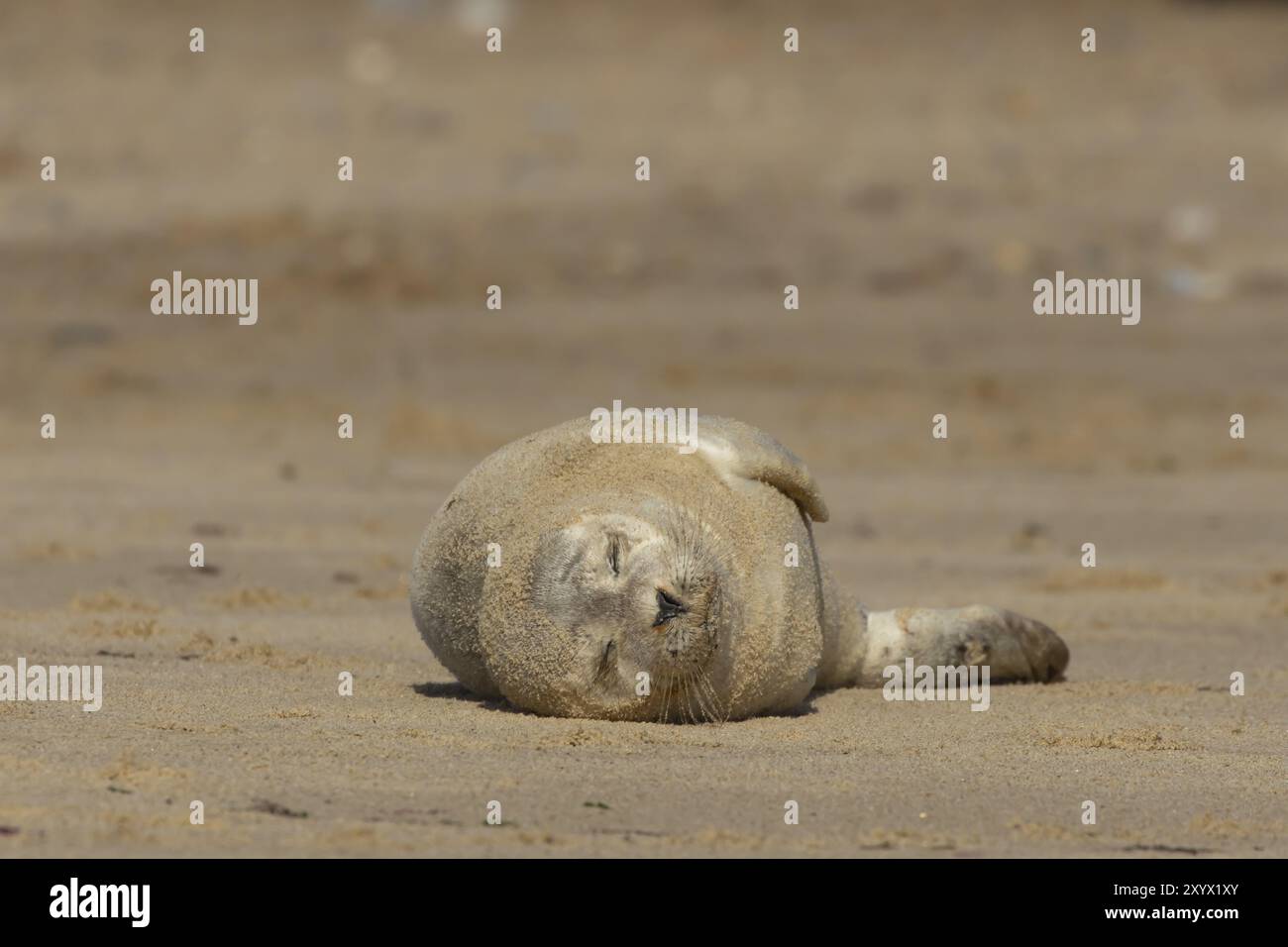 Common seal (Phoca vitulina) adult animal sleeping on a beach, Norfolk ...
