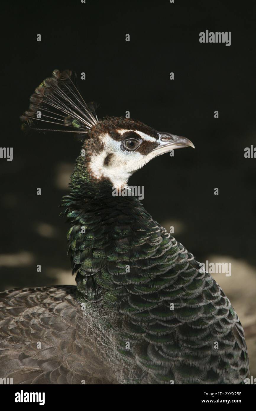 Green peafowls pavo muticus hi-res stock photography and images - Alamy