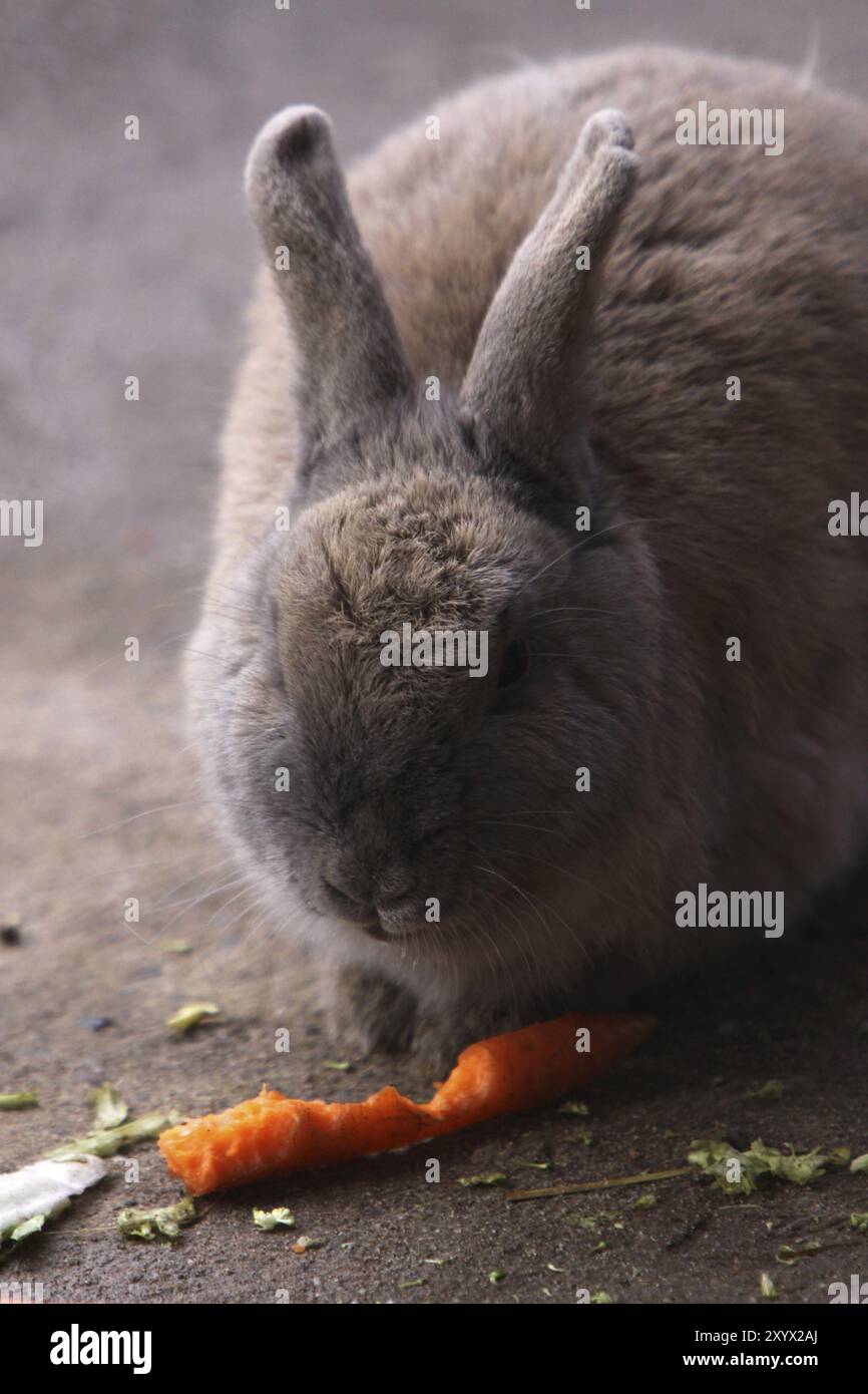 Cuddly rabbit childs toy hi-res stock photography and images - Alamy