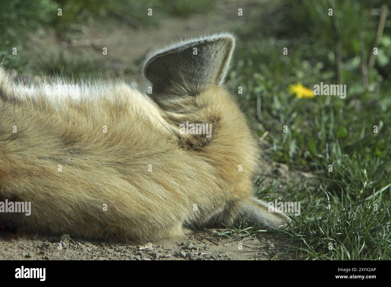 Spotted hyena from behind Stock Photo - Alamy