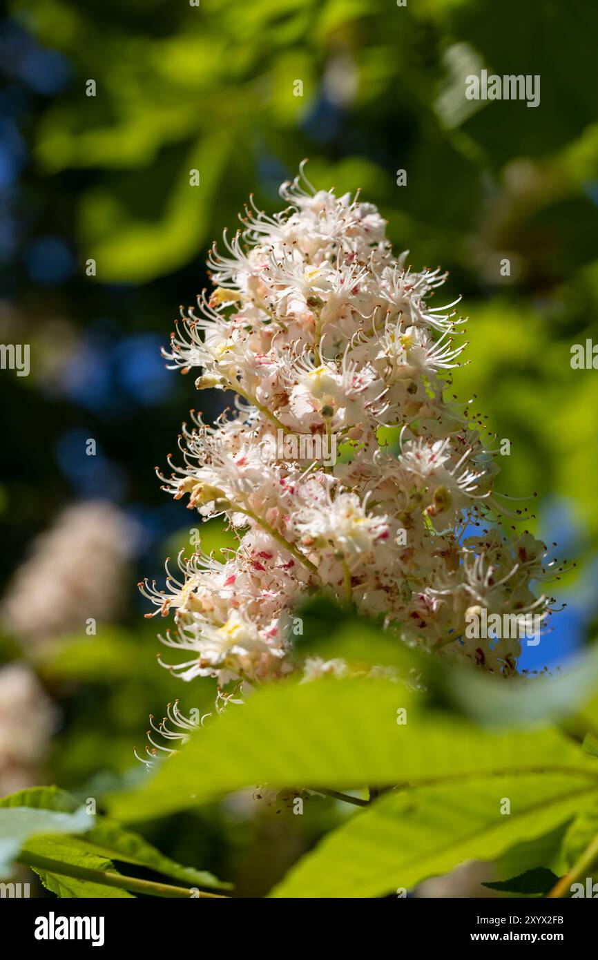 a flowering chestnut tree in spring , beautiful white with red chestnut ...