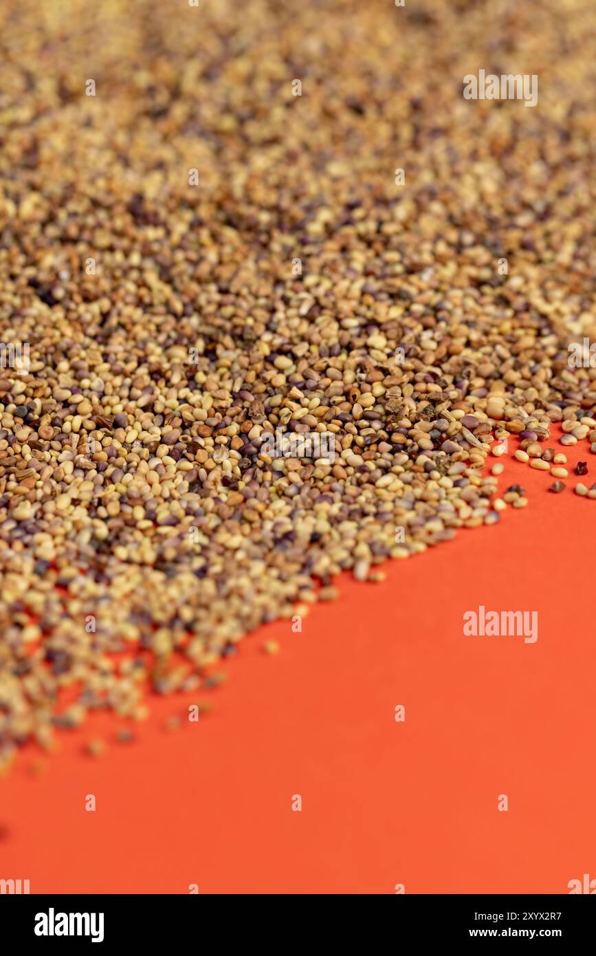 large number of clover seeds for landscaping or forage in animal ...