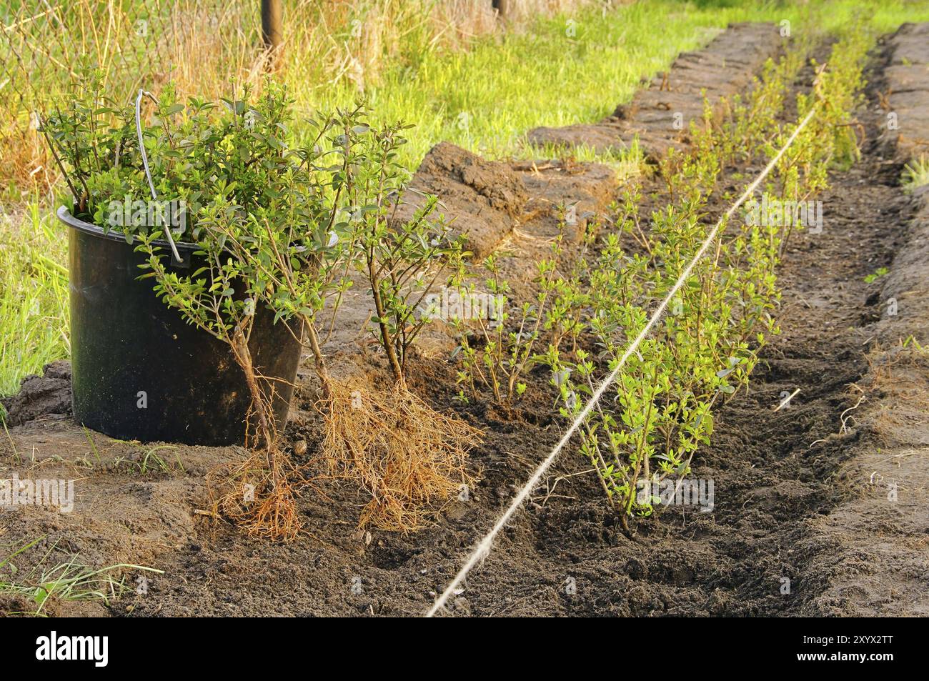 Planting a hedge, planting a hedge 04 Stock Photo - Alamy