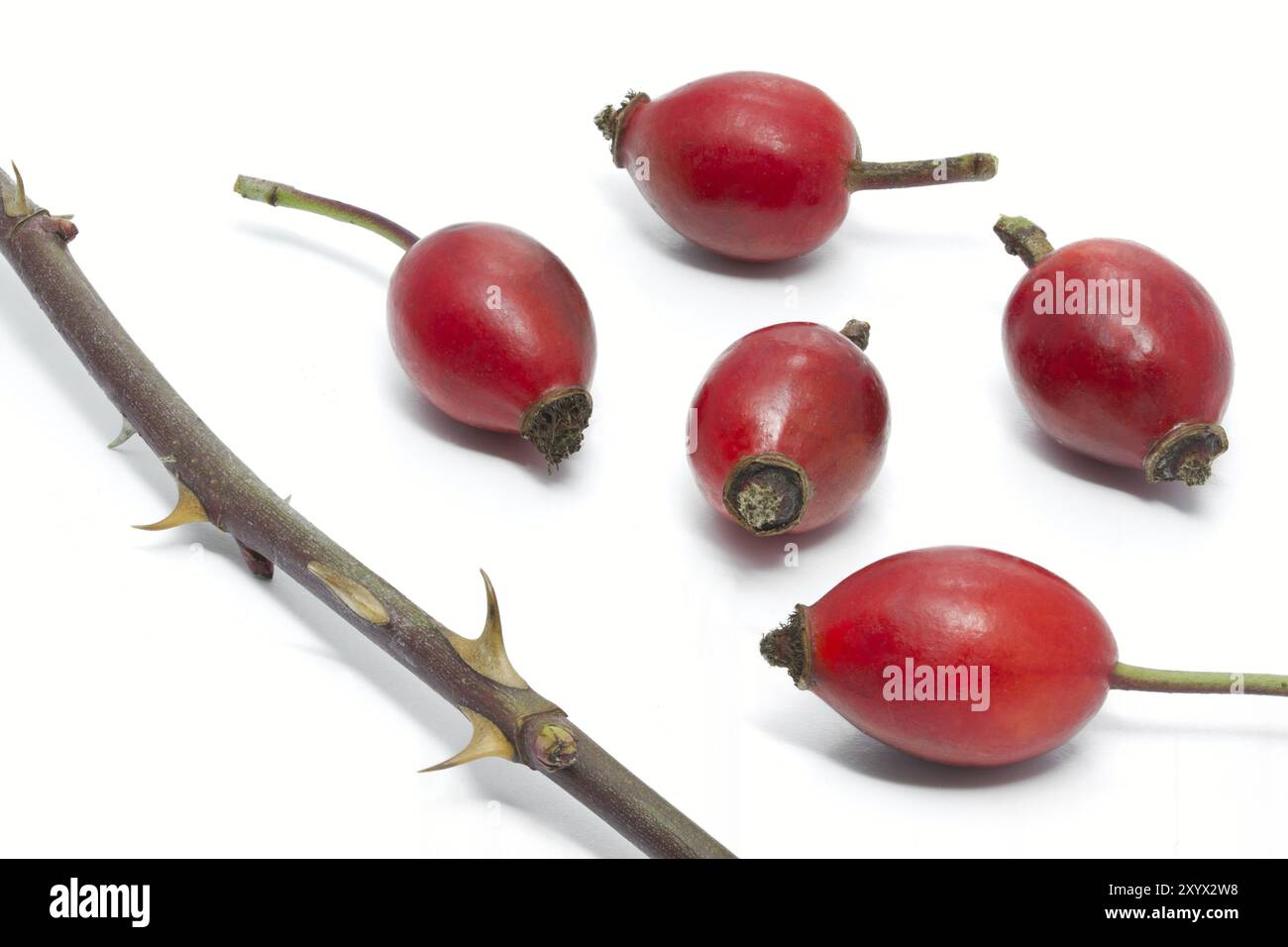 Rose hips and thorns of the dog rose (Rosa Canina), cropped Stock Photo ...