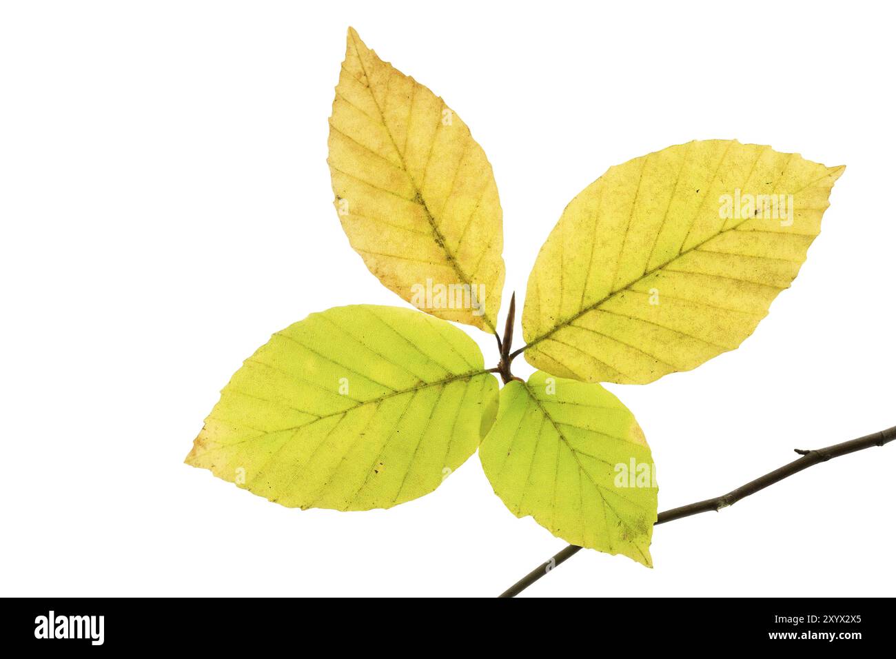 Trees with discolored leaves Cut Out Stock Images & Pictures - Alamy