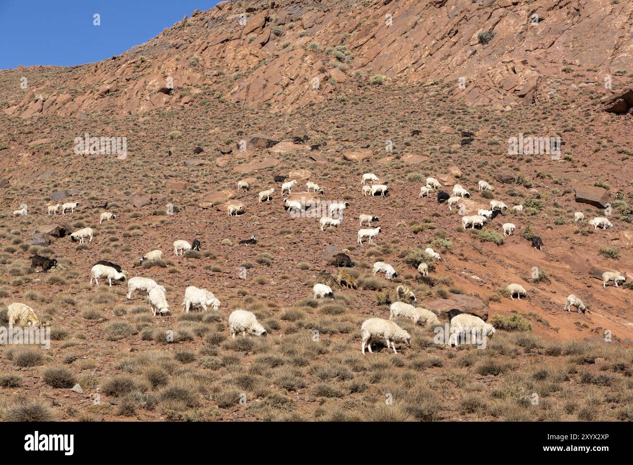 Sheep and goats in Morocco, North Africa Stock Photo - Alamy