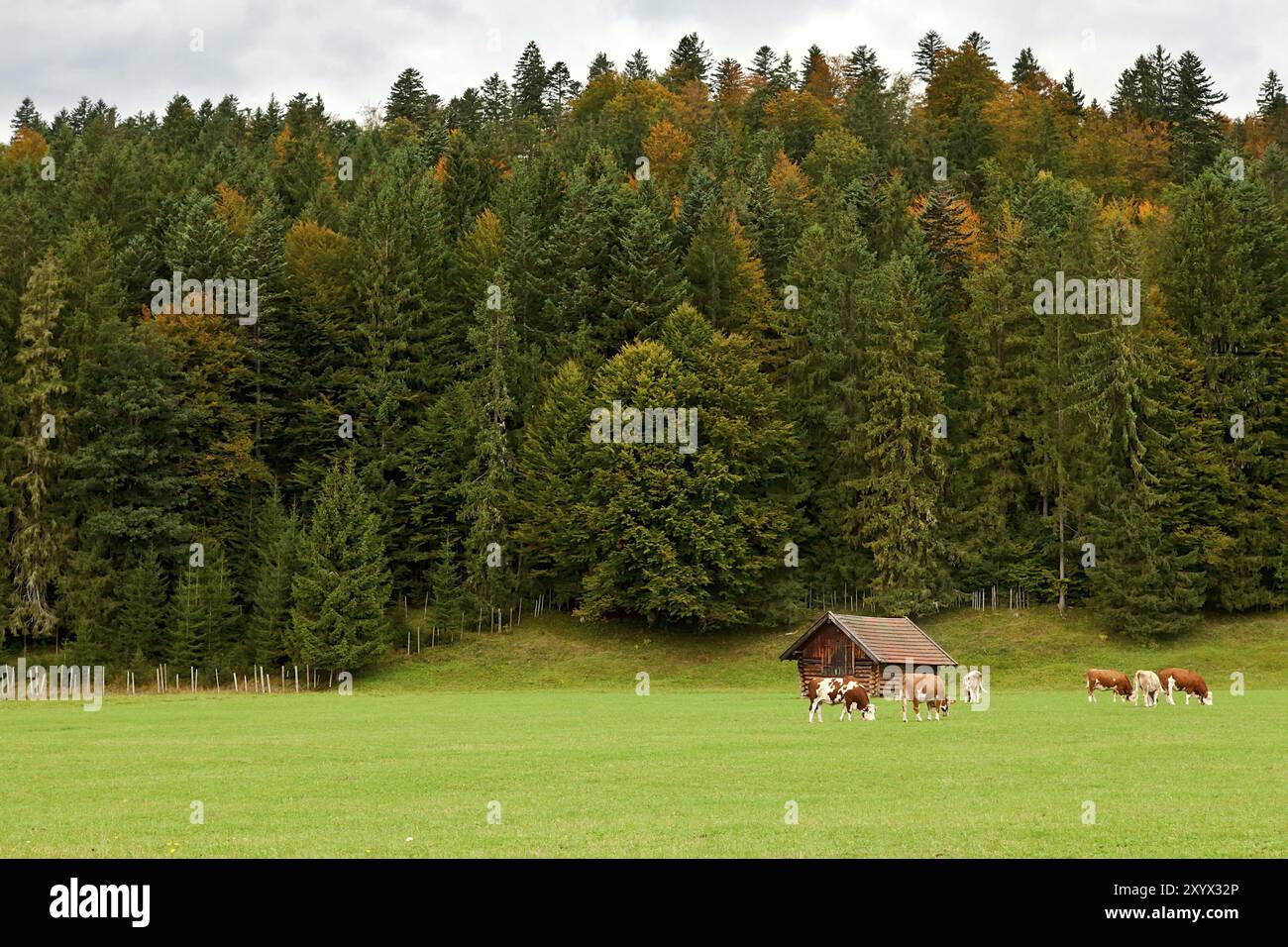 Alpine farm cabins cows hi-res stock photography and images - Alamy