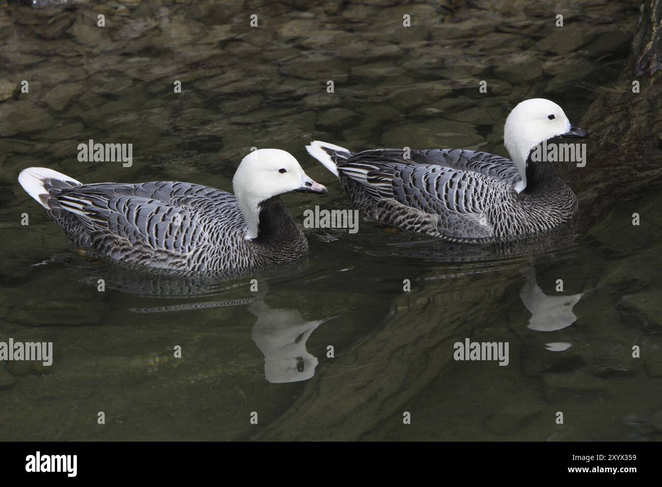 Emperor goose chen canagica hi-res stock photography and images - Alamy