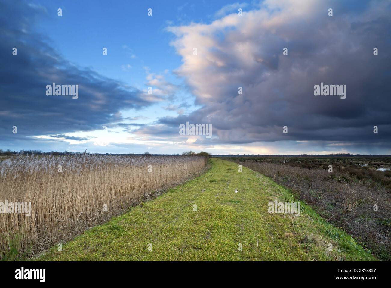 Path through swamp before morning storm Stock Photo - Alamy