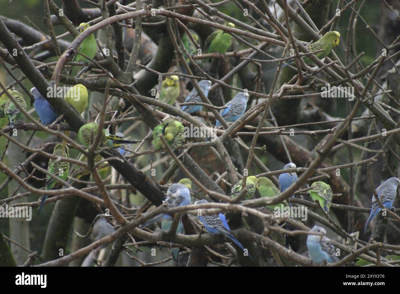 Budgerigars flock hi-res stock photography and images - Alamy