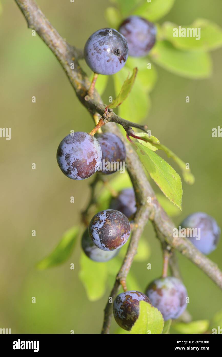 Blackthorn (Prunus spinosa) on a blackthorn bush. Details of ripe ...