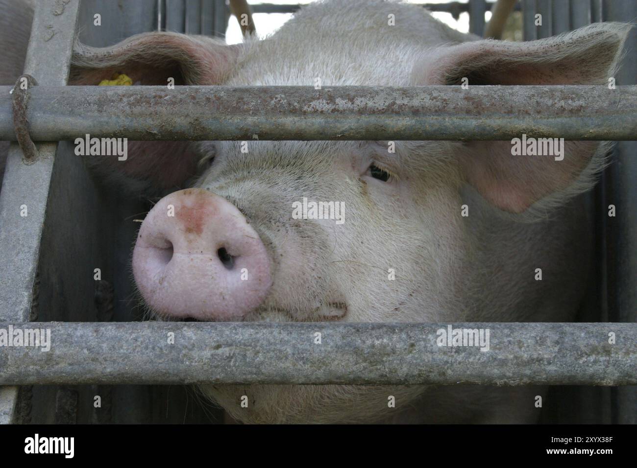 Fattening pig in the barn Stock Photo - Alamy