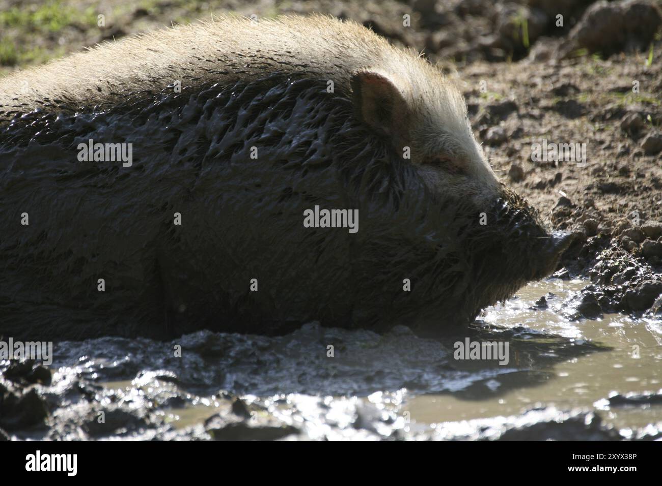 Mini pig bath hi-res stock photography and images - Alamy